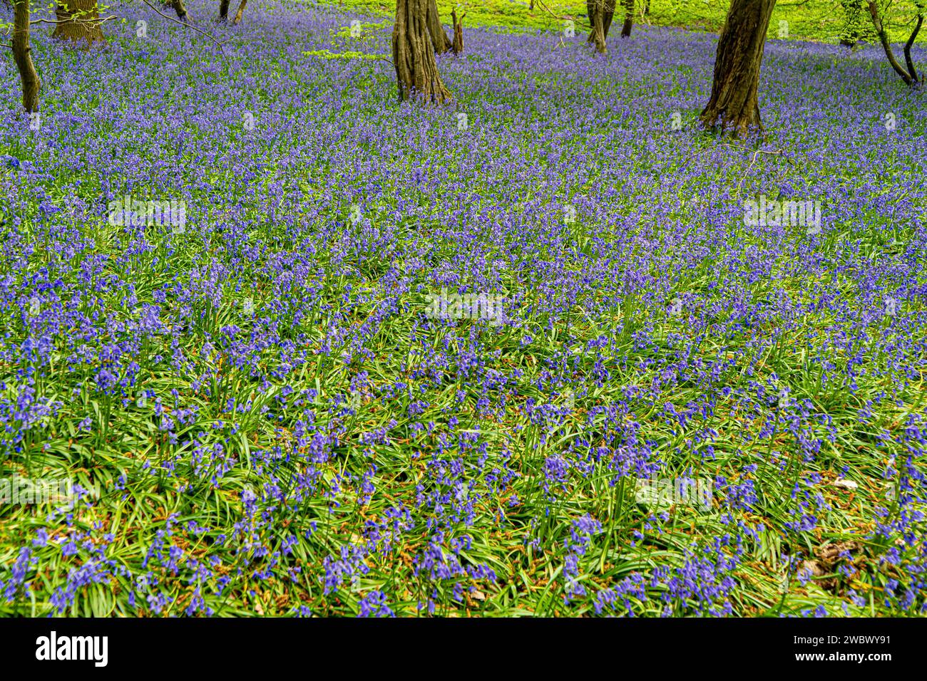 Blue Bell Woods in Spring showing Lilac Blue White and Green Plants and ...