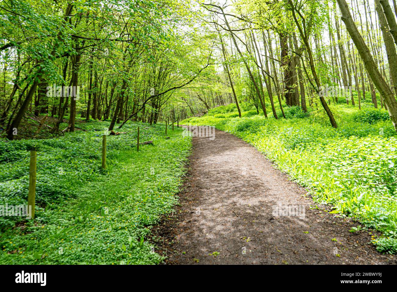 woodland path through forest trees to both sides Stock Photo - Alamy