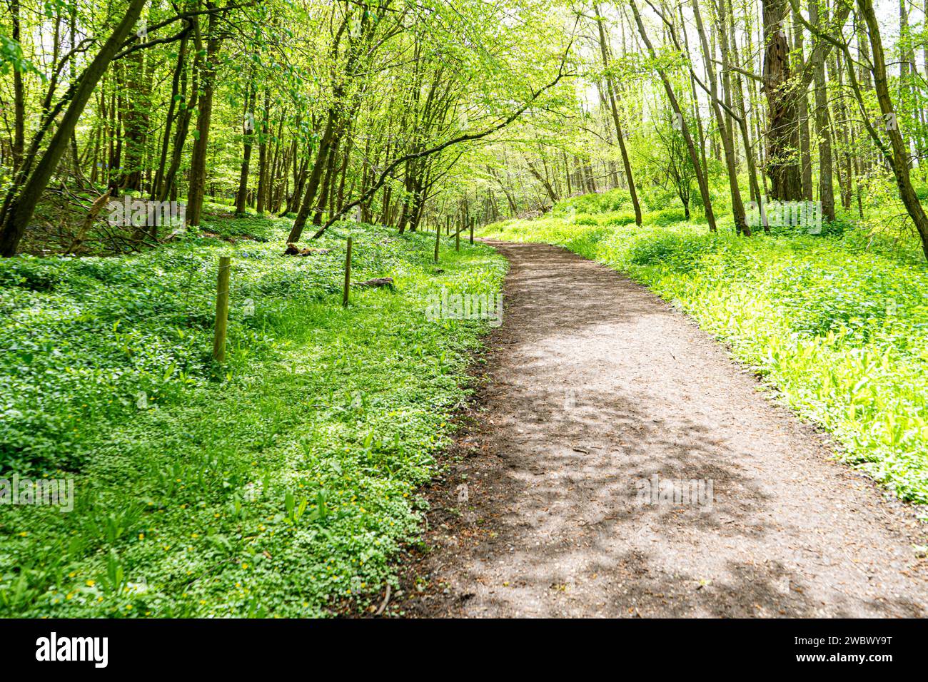 woodland path through forest trees to both sides Stock Photo - Alamy