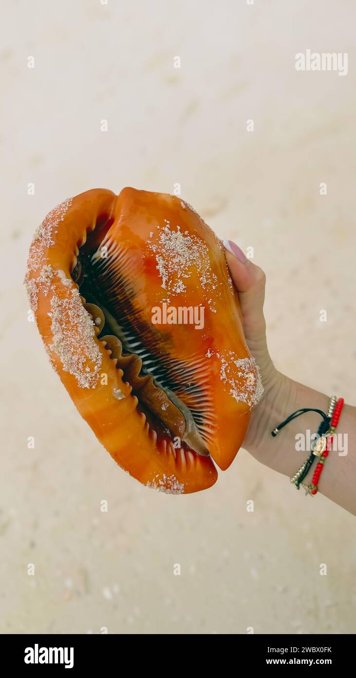 Iphone 15 in hand hi-res stock photography and images - Alamy