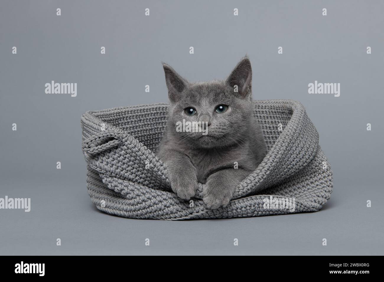 Cute grey Russian blue kitten in a grey basket on a grey background ...