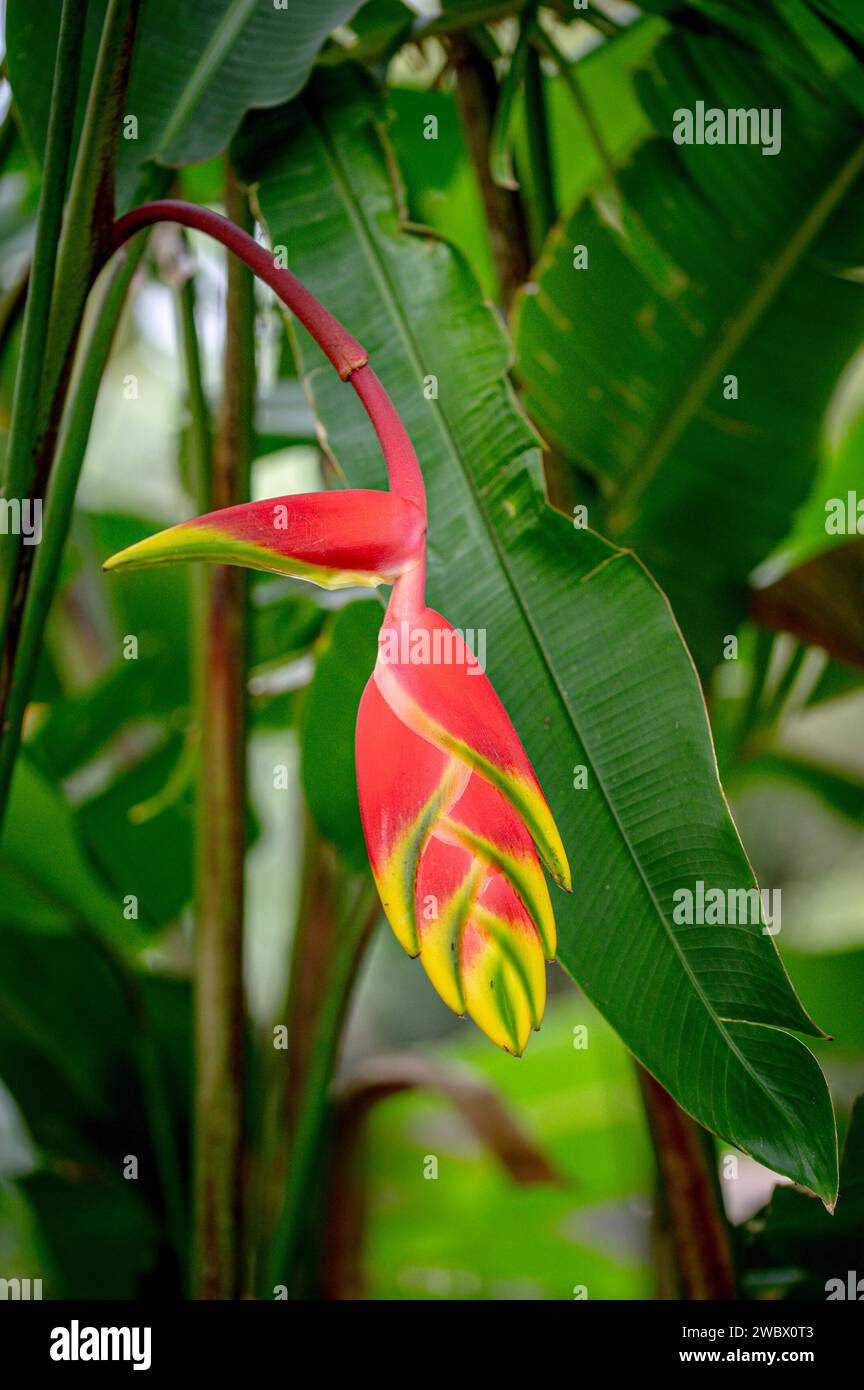 False Bird of Paradise flower, heliconia rostrata. Also known as wild ...