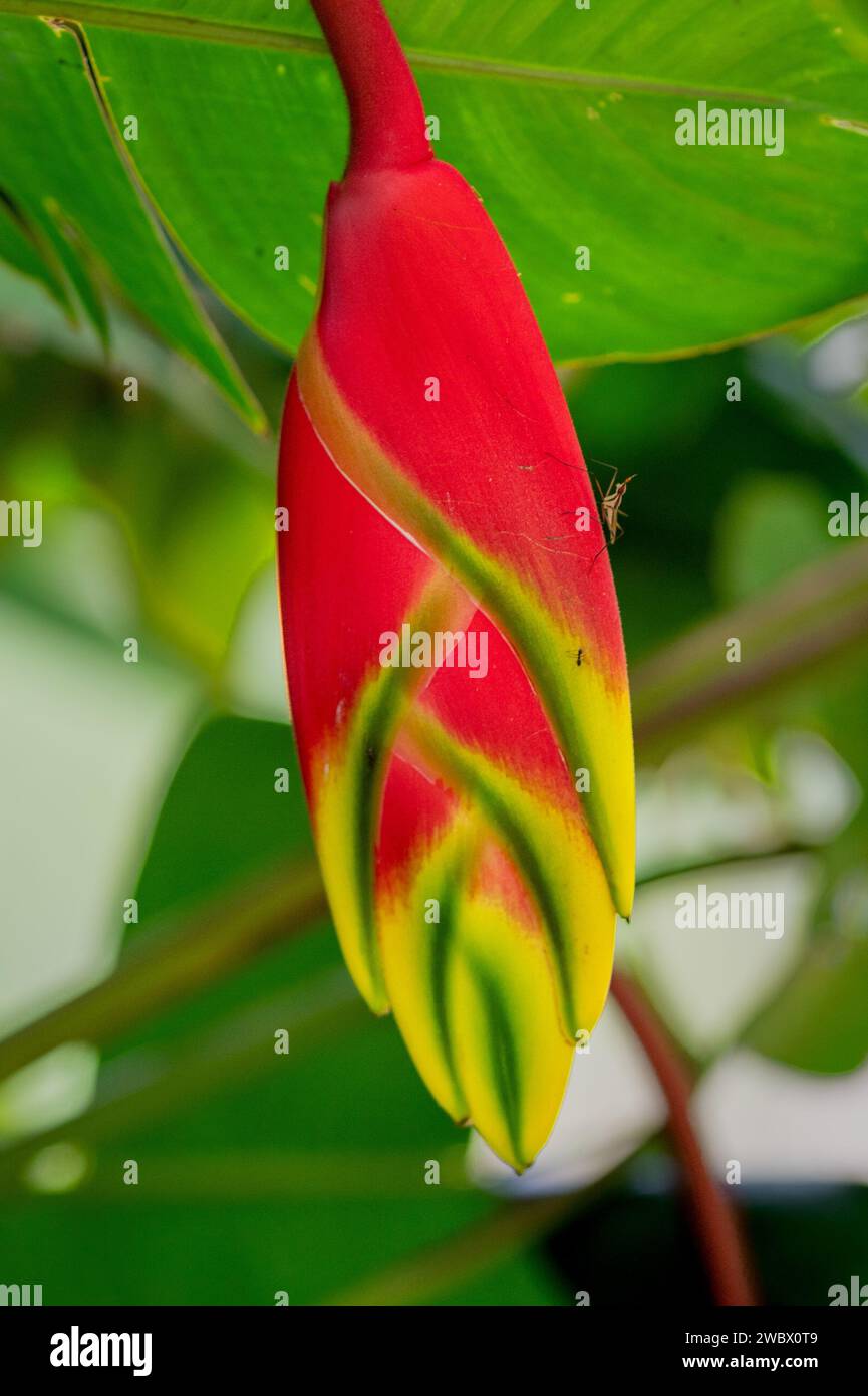 False Bird of Paradise flower, heliconia rostrata. Also known as wild ...