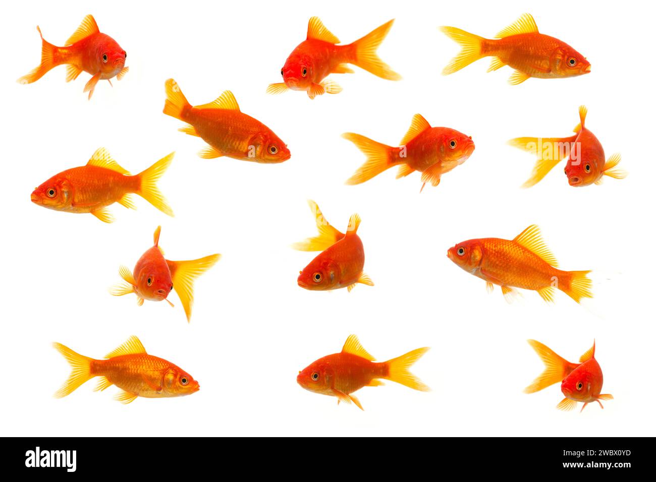 Goldfish in different positions swimming around isolated on a white ...