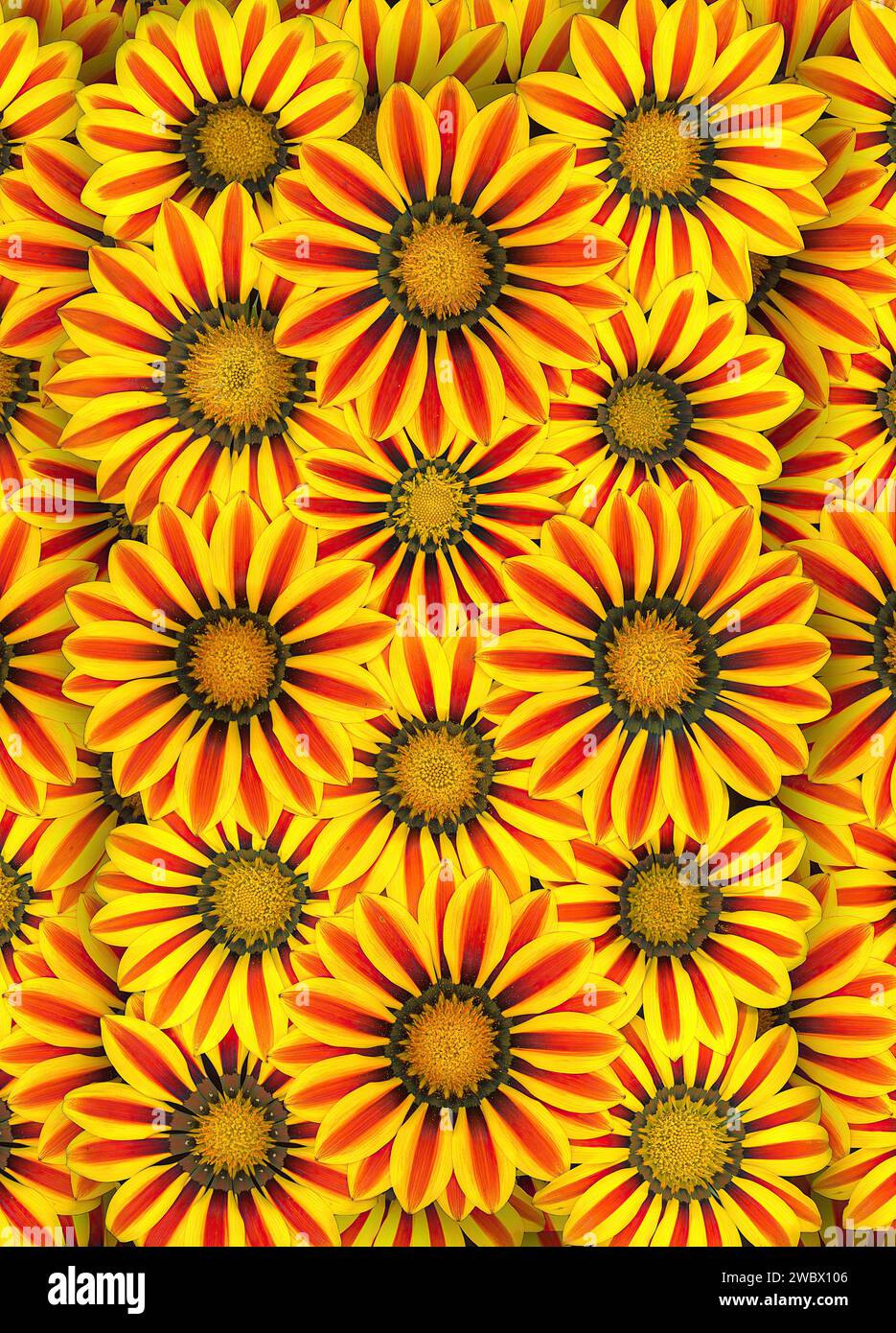Blooming red and yellow gazania tiger stripes flowers a colourful daisy ...