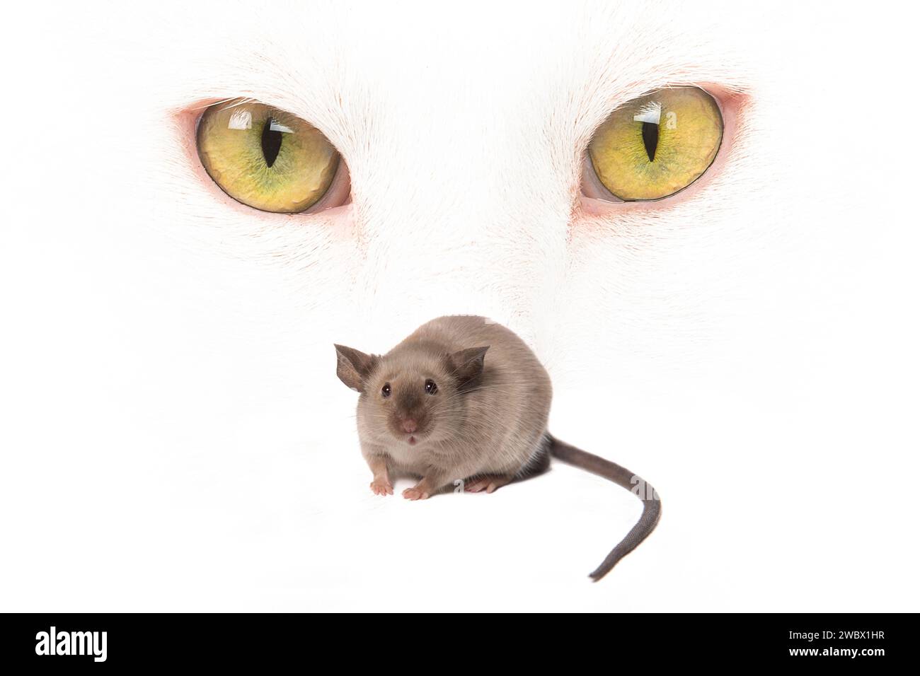Yellow eyes of a white cat behind a mouse isolated on a white ...