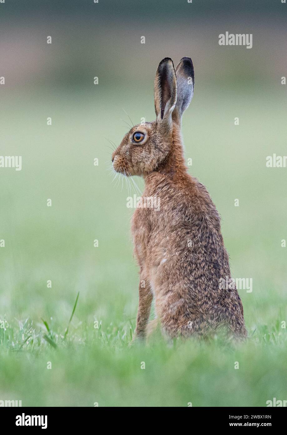 A beautiful Brown Hare (Lepus europaeus) sitting upright in the ...
