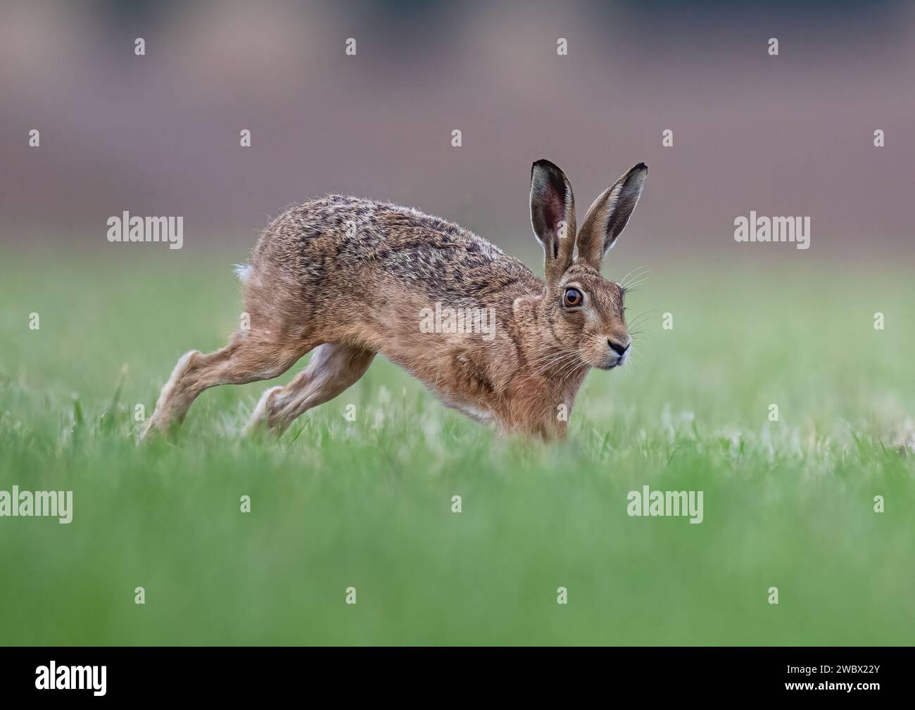 A Brown Hare ( Lepus europaeus) accelerating across the farmers crop ...