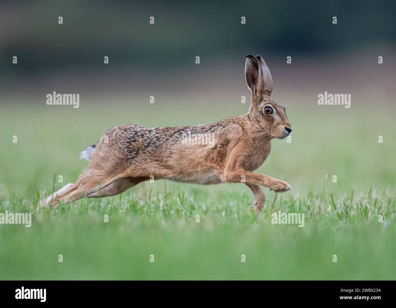 A Brown Hare ( Lepus europaeus) accelerating across the farmers crop ...