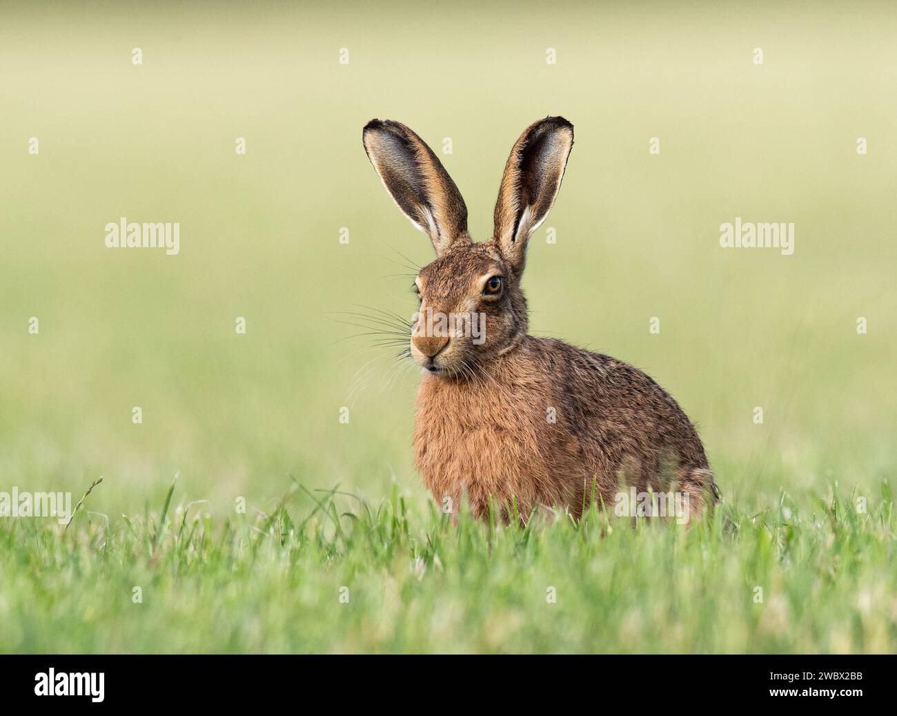 A wild Brown Hare , sitting looking at the camera An intimate shot ...
