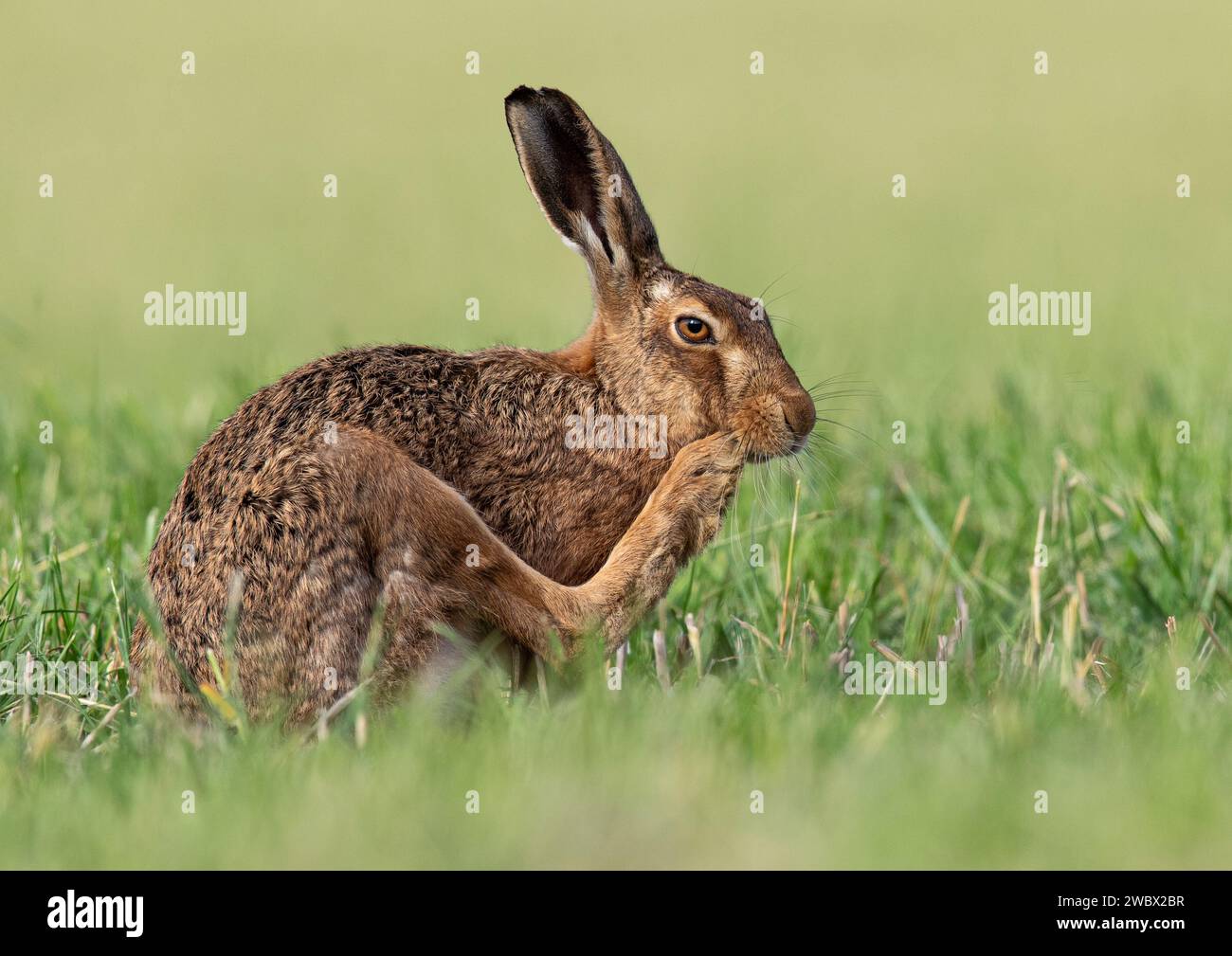 A wild Brown Hare (Lepus europaeus), scratching his face with a huge ...