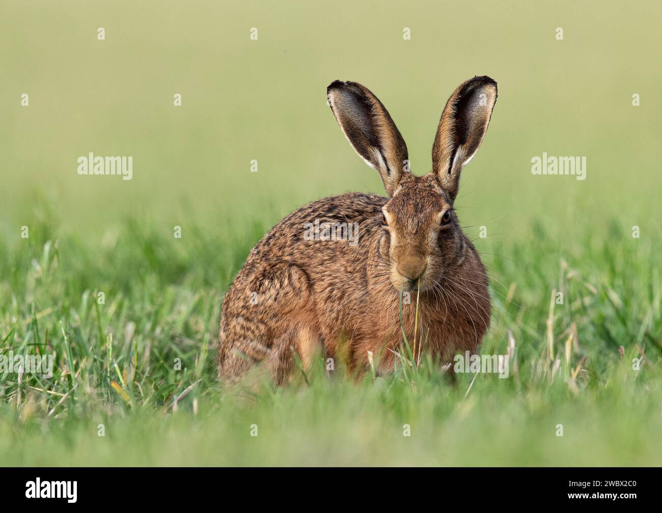 A wild Brown Hare (lepus europaeus) looking at the camera An intimate shot showing it's huge ...