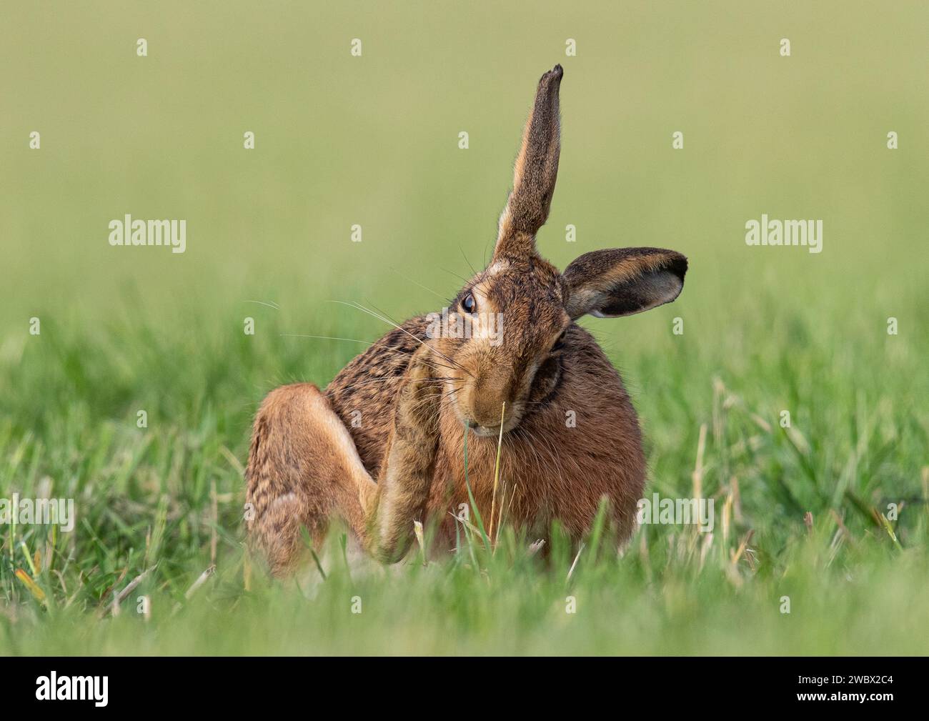Scratching face hi-res stock photography and images - Alamy