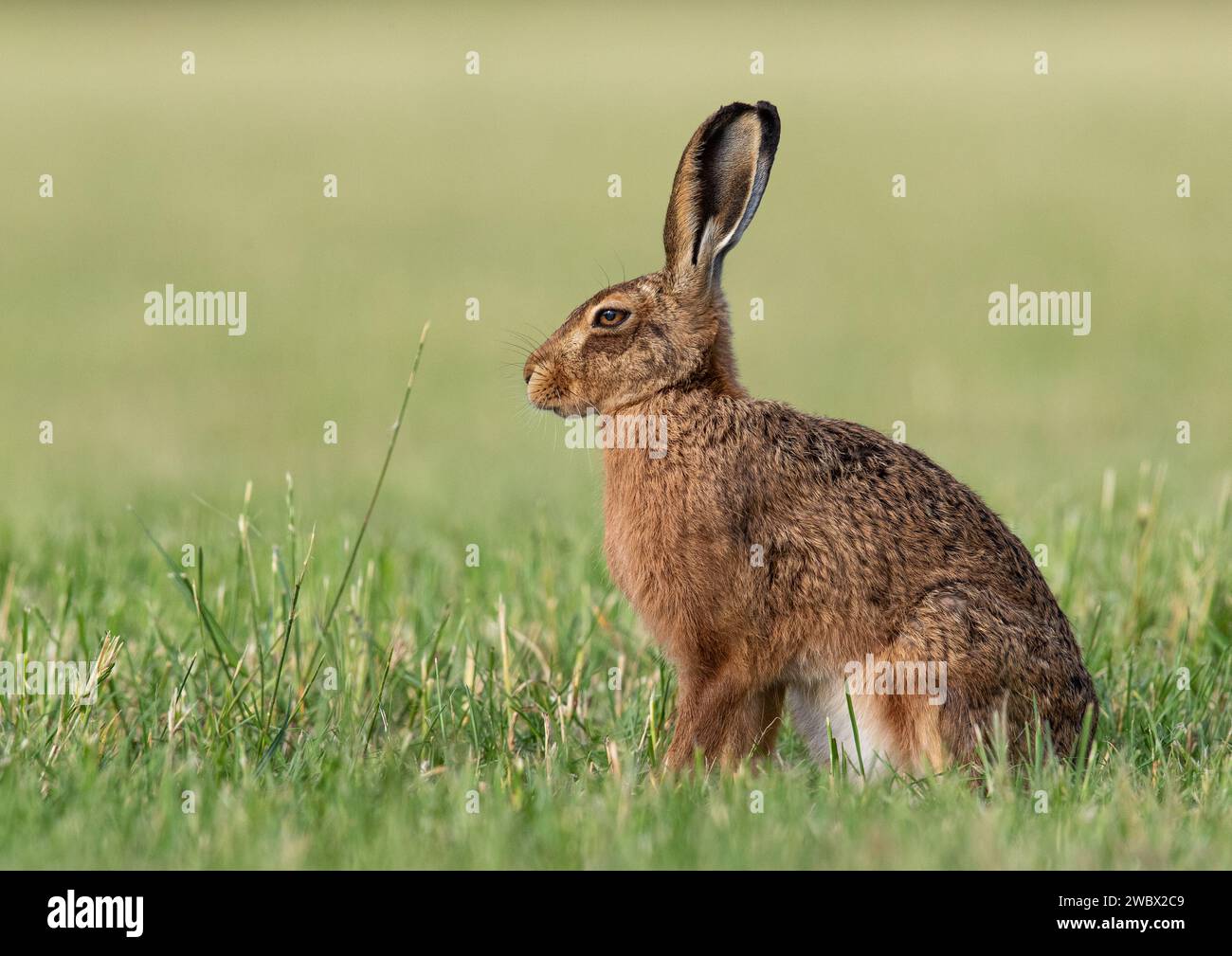 A big , healthy Brown Hare sitting sideways to the camera, showing ...