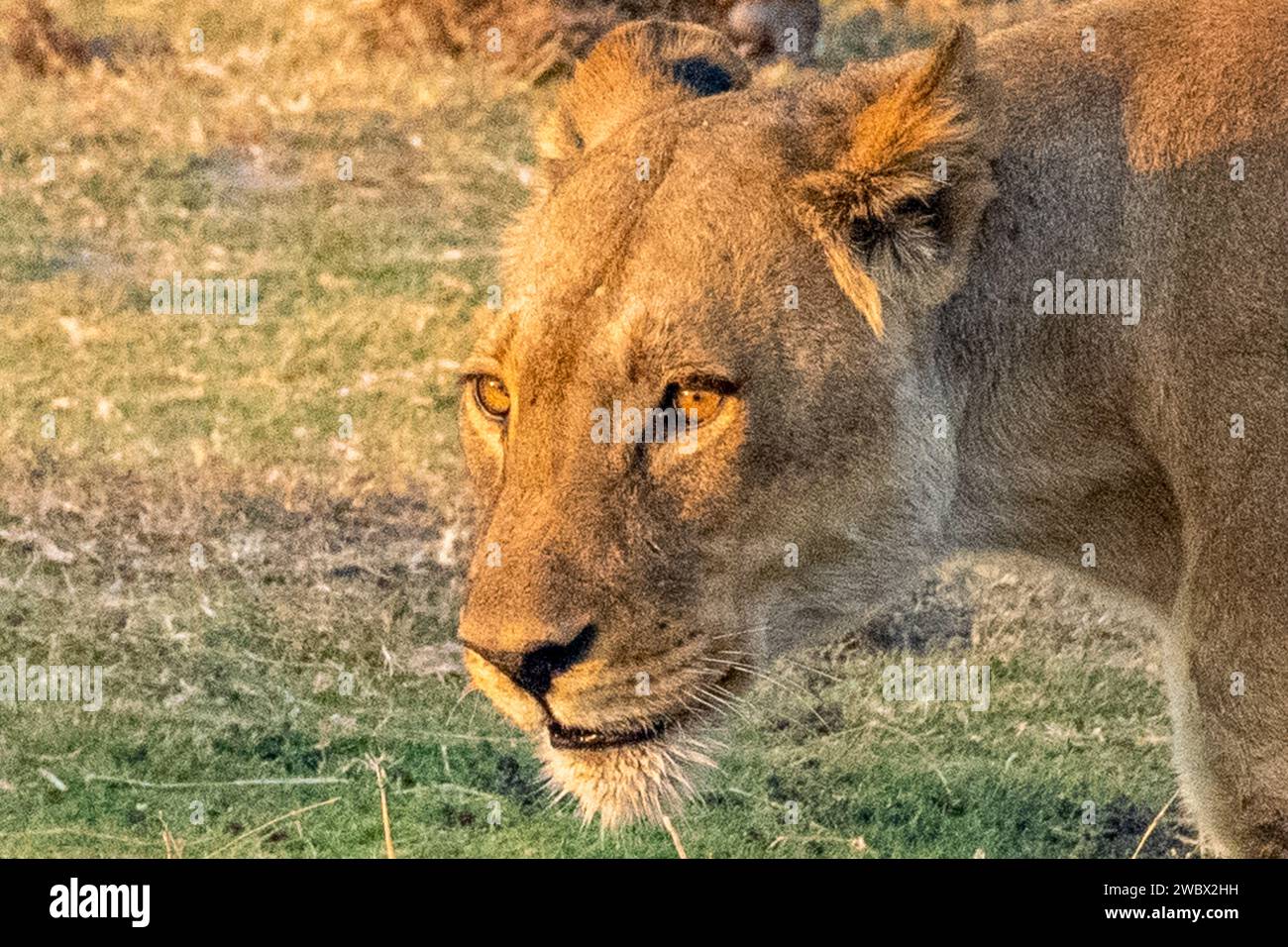 A majestic lion stands proudly in tall grass, its fierce gaze directed ...