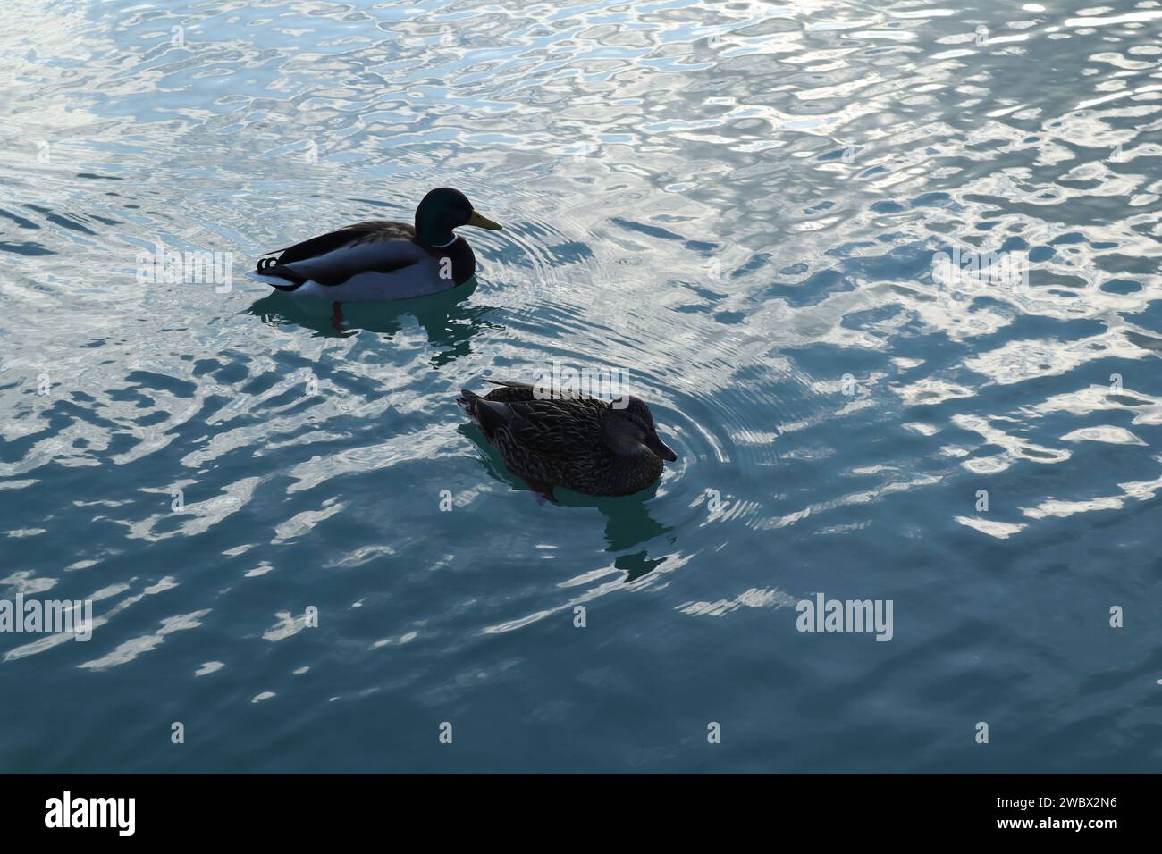 Janvier, 12, 2024. Balatonfüred, Hungary. a winter day on the shores of ...