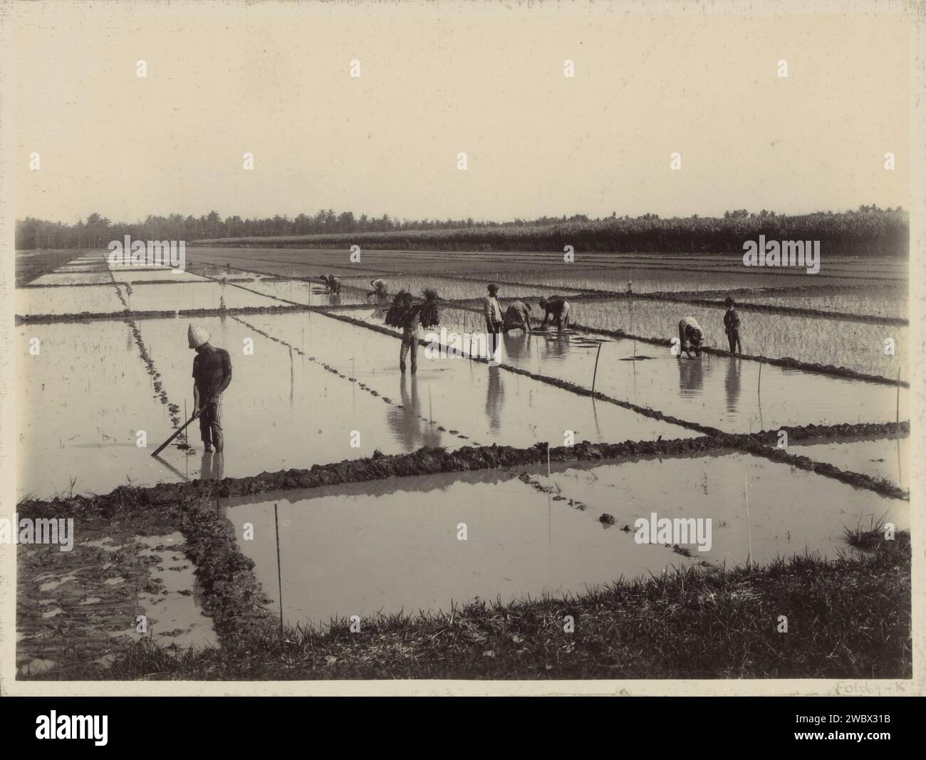 Agricultural workers working on rice fields in the Dutch East Indies ...