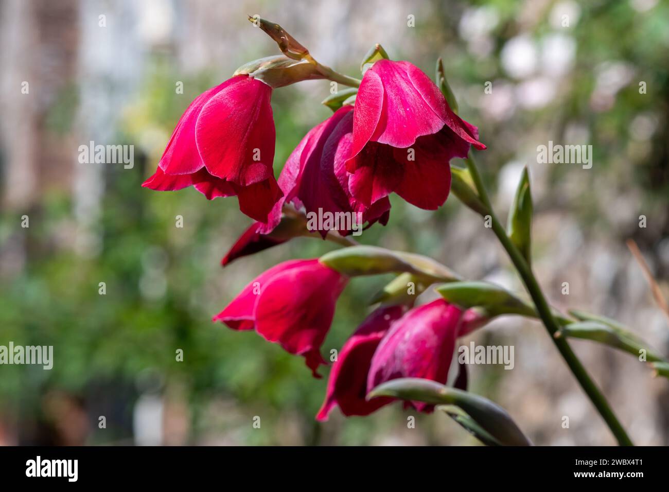 Gladiolus papilio ruby hi-res stock photography and images - Alamy