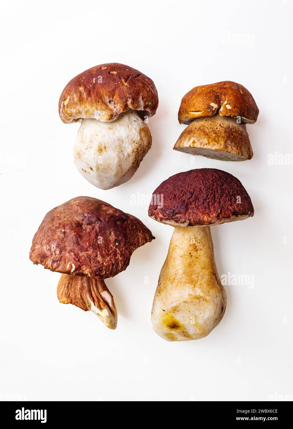 Types Of Boletus Mushrooms – Boletes Mushrooms – XGCRV