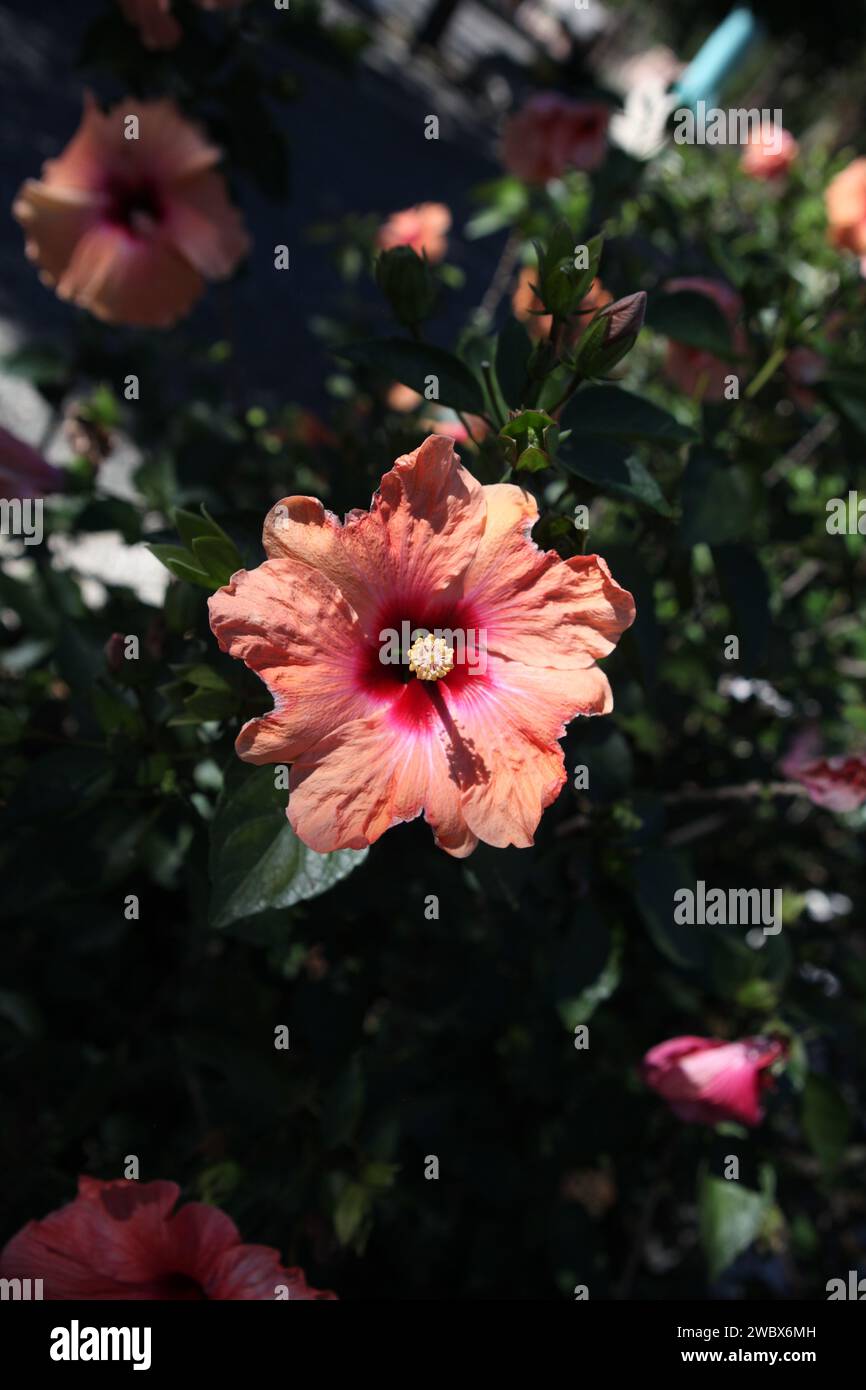 Pink hibiscus flower, Taiwan Stock Photo - Alamy