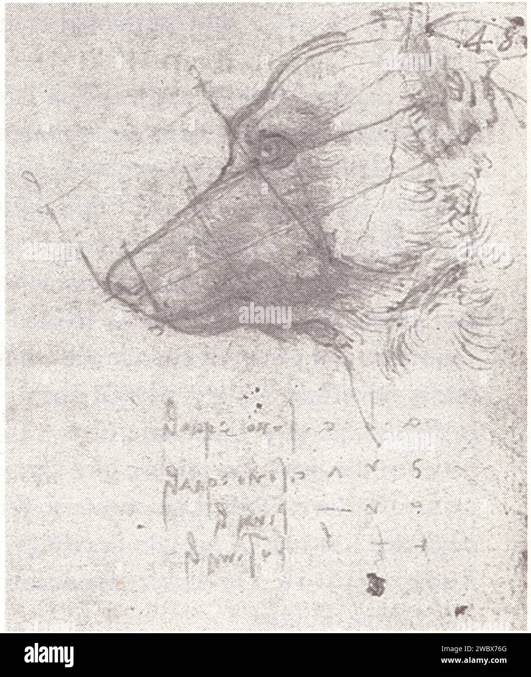 LEONARDO DA VINCI. PROPORTIONAL PROFILE STUDY OF A DOG Stock Photo - Alamy