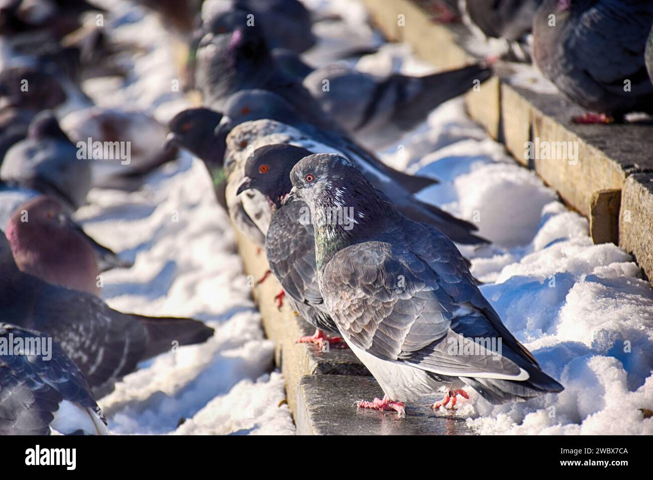 Racing Pigeon (Columba livia domestica) Adult,stray ,perched on fence ...