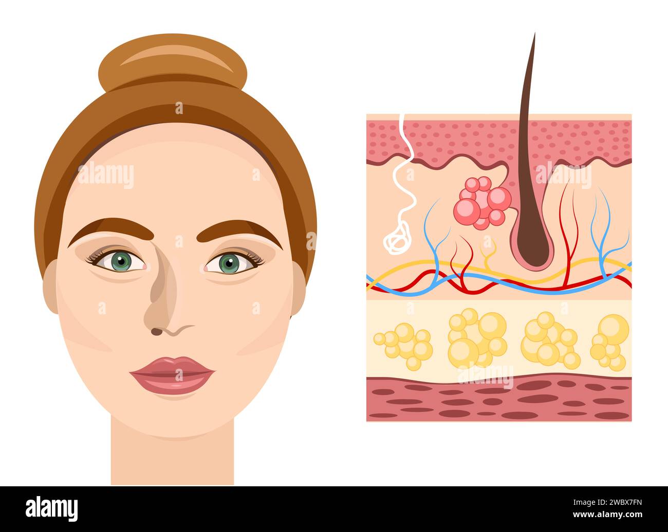 Human skin. Portrait of a girl Stock Vector Image & Art - Alamy