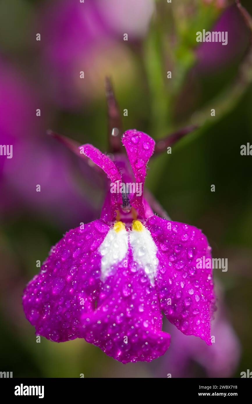 Macro shot of a pink garden lobelia (lobelia erinus) flower covered in ...