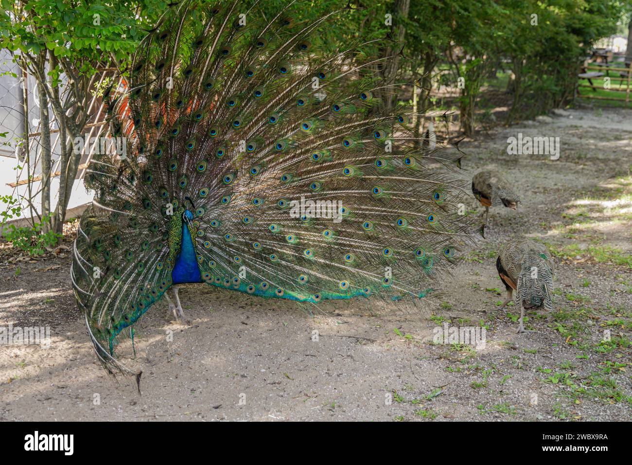Indian male peafowl showing feather hi-res stock photography and images ...