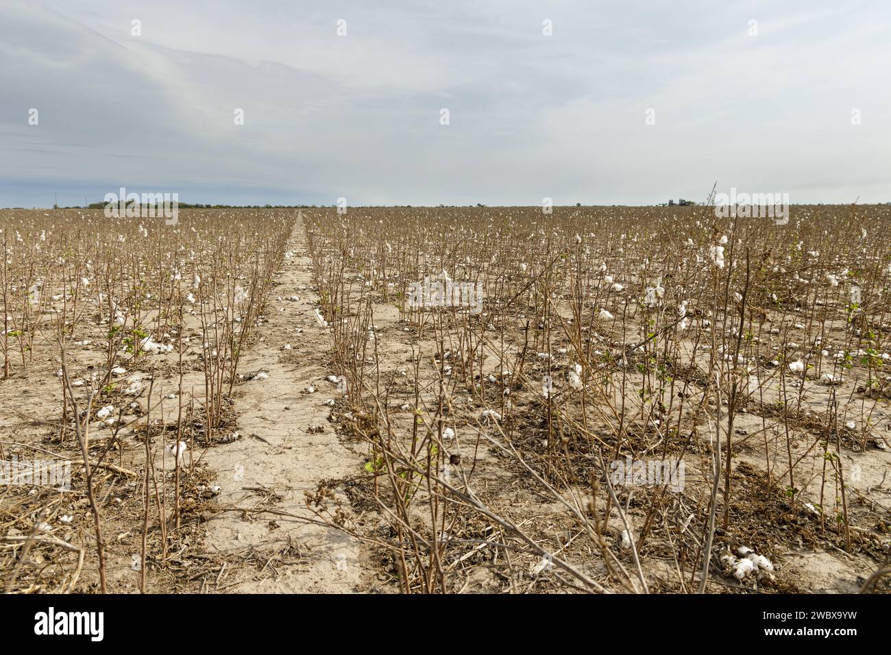 Agriculture affected by weather hi-res stock photography and images - Alamy