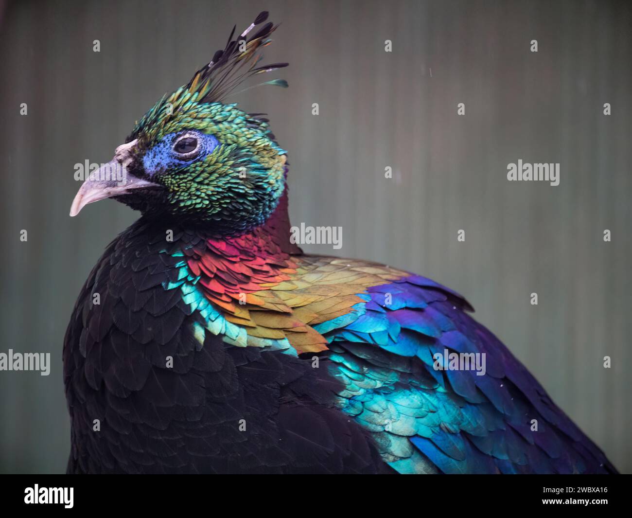 Himalayan monal (Lophophorus impejanus), also known as the Impeyan ...