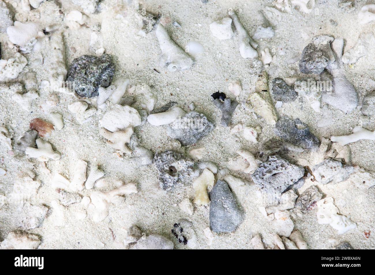 Coral on beach background texture Stock Photo - Alamy