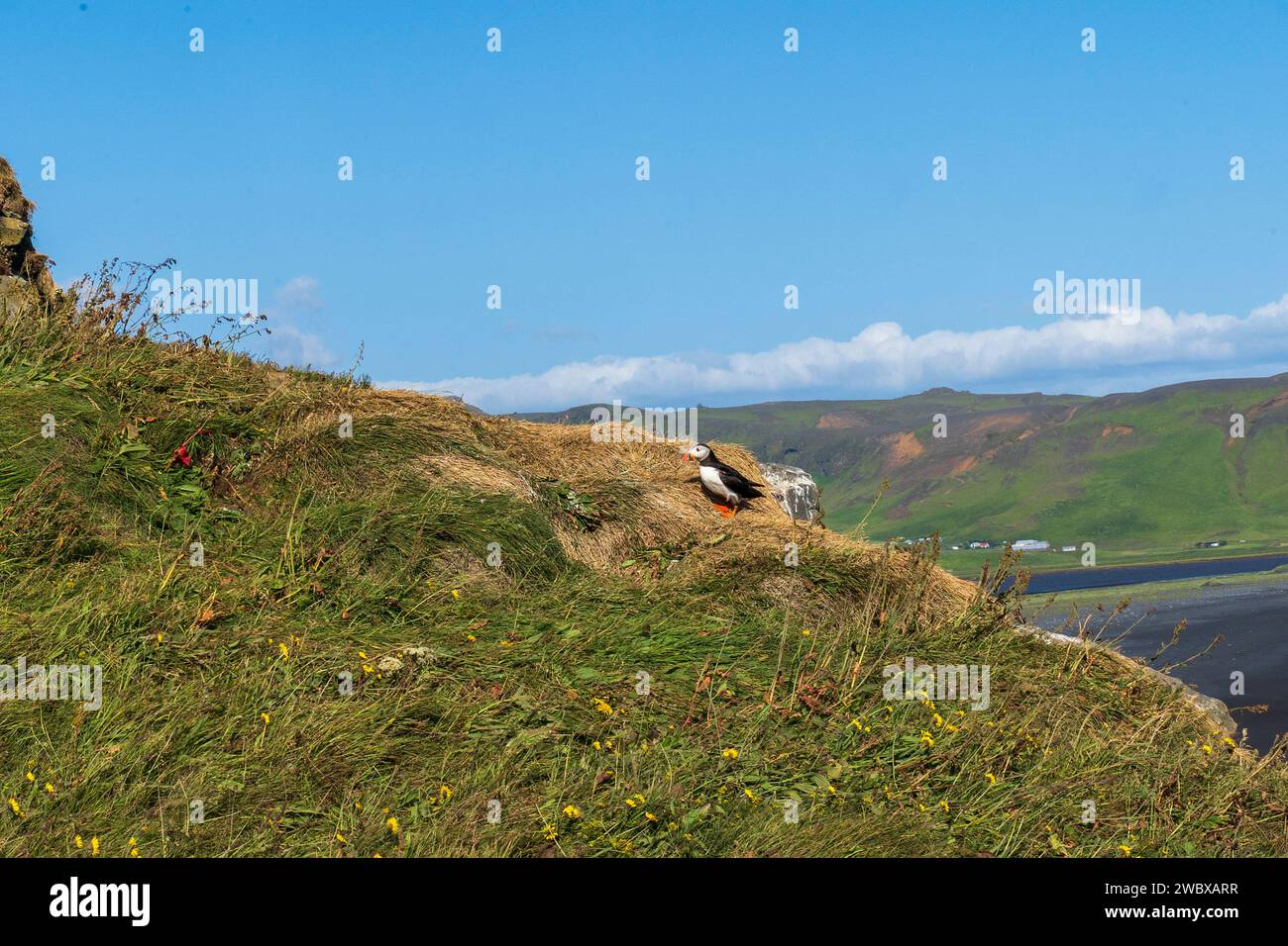 Reynisfjara Beach Cliffs, Black Sand Beach, a natural habitat for ...