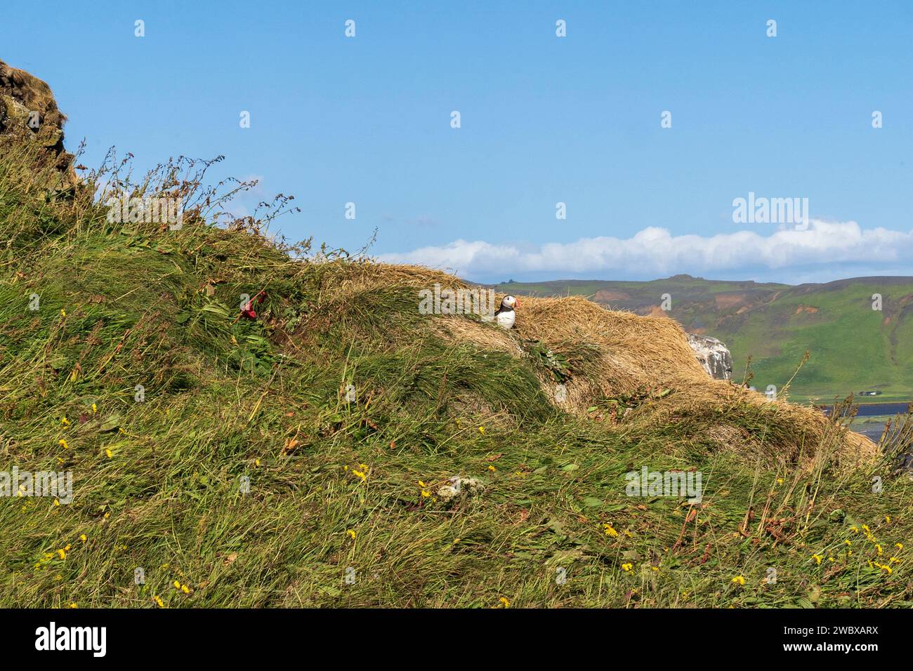 Reynisfjara Beach Cliffs, Black Sand Beach, a natural habitat for ...