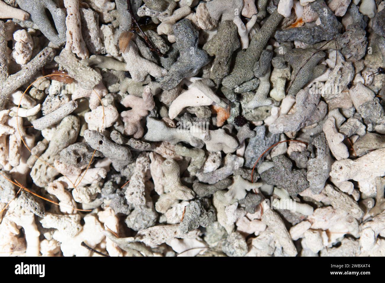Coral on beach background texture Stock Photo - Alamy