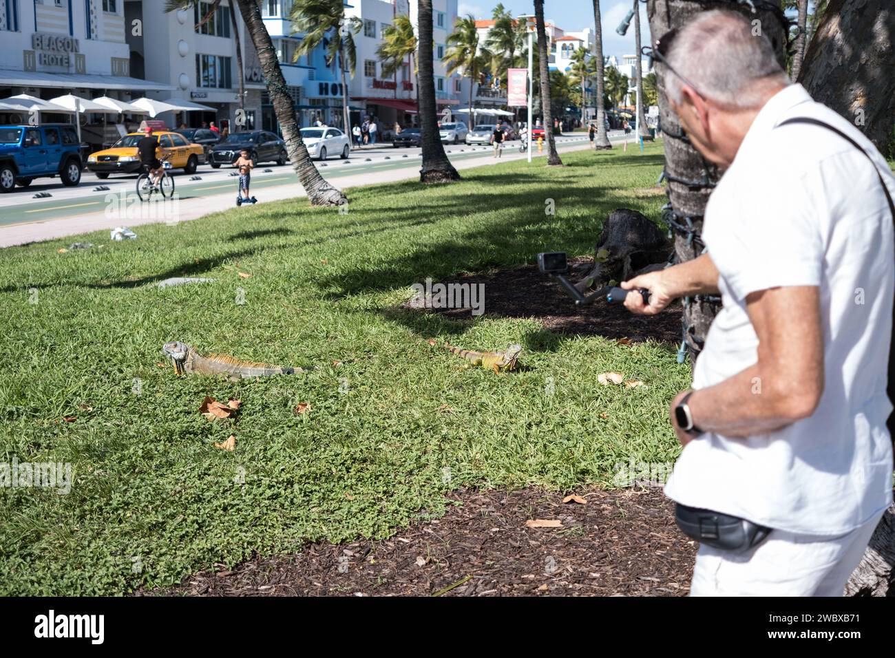 Miami, USA. 26th Oct, 2023. Large South Beach Iguanas Stock Photo - Alamy