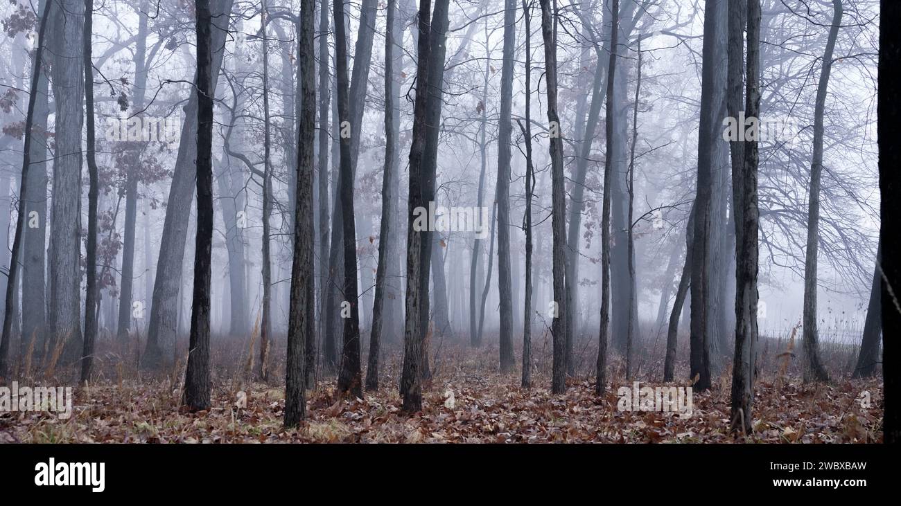 A serene and mystical forest scene featuring a cluster of majestic tall ...