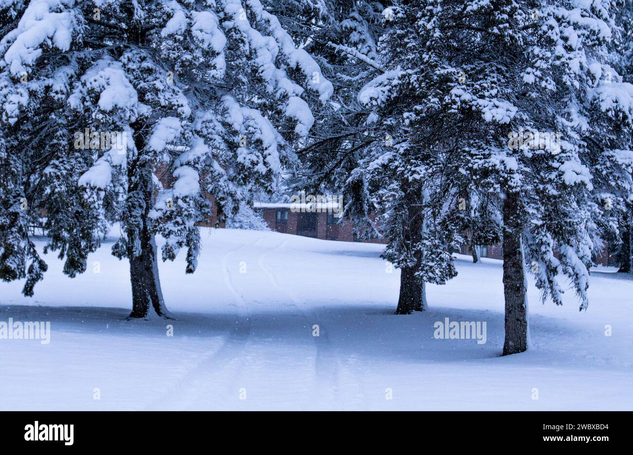 A picturesque winter scene of snow-covered pine trees adorning a hill ...