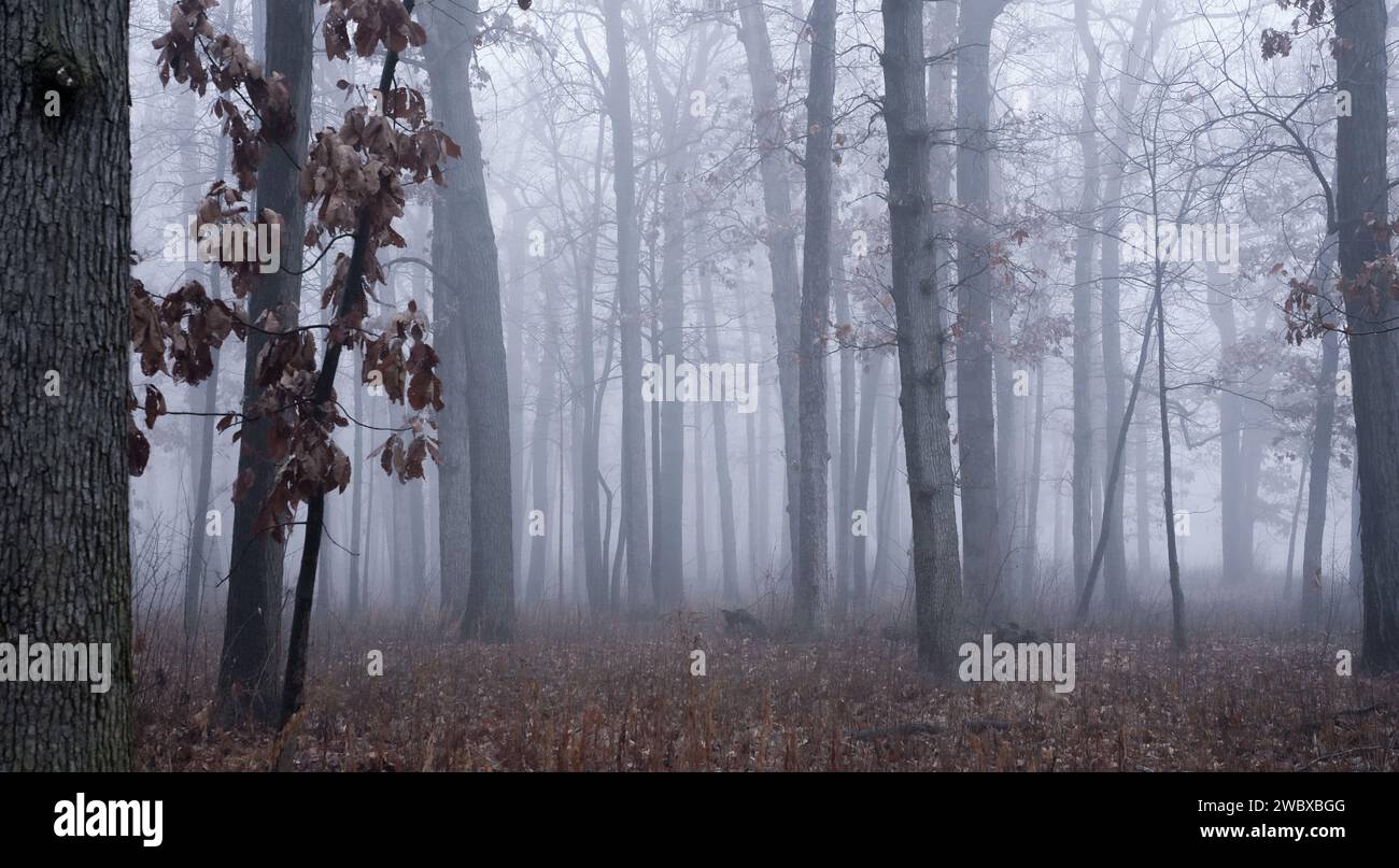 This captivating image showcases a serene autumn scene within a dense ...