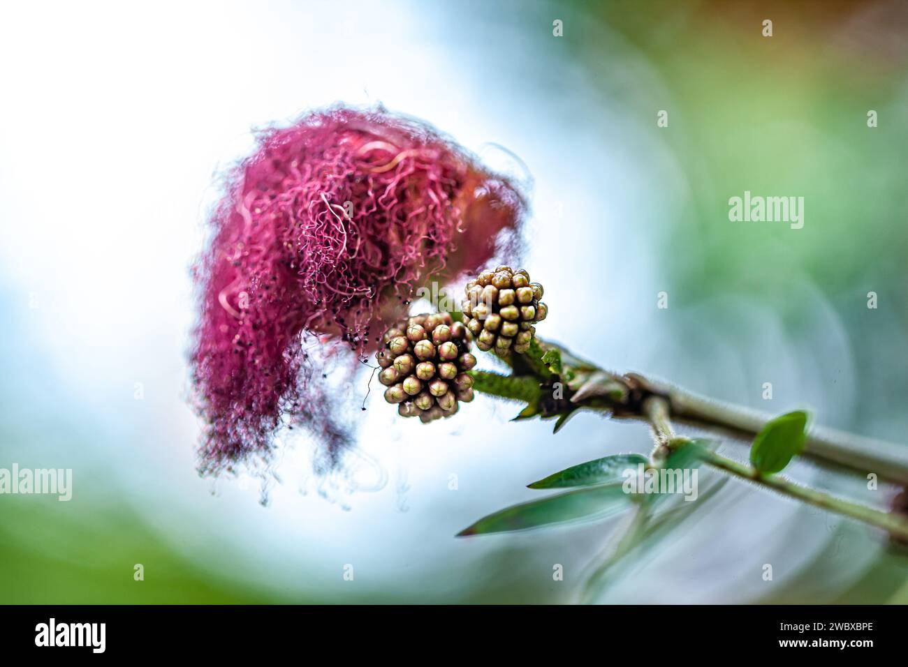 exotic plant (Calliandra Stock Photo - Alamy