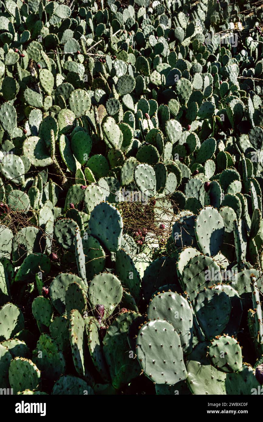 Cactus barbary higo hi-res stock photography and images - Alamy