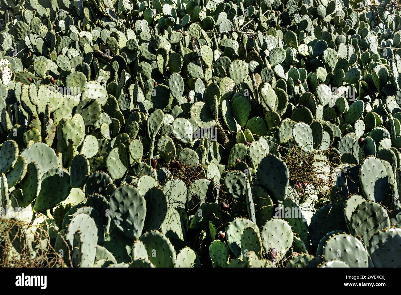 Shrub plant of the Cactaceae family. As most members of this genus lack ...