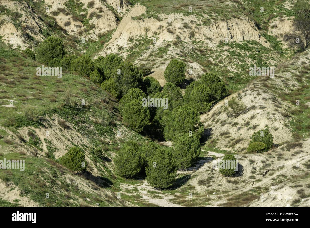 Some slopes of a mountain with some low trees and sparse vegetation ...