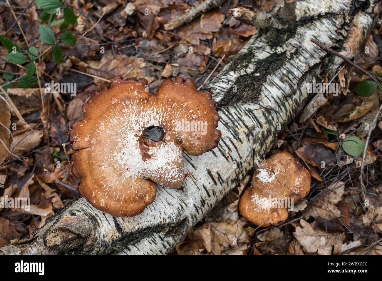Fomitopsis betulina, commonly known as the birch polypore Stock Photo ...