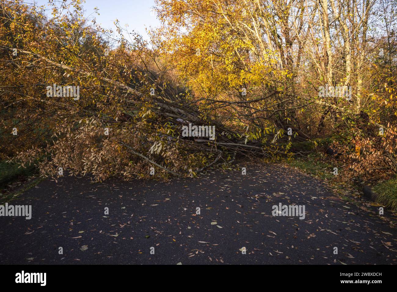 Seattle, USA. 2 Dec, 2023. A tree blown down in a wind storm at ...