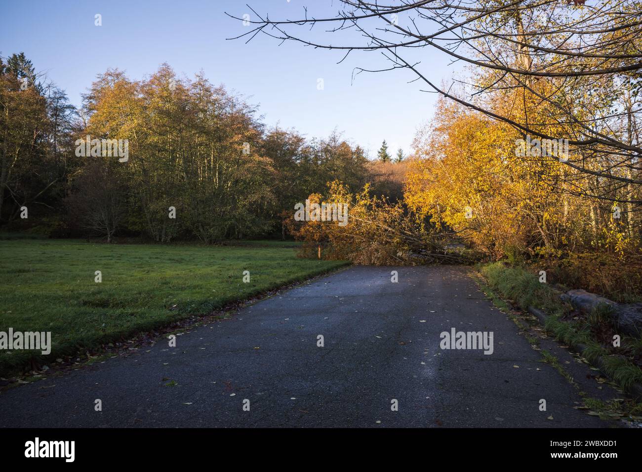 Seattle, USA. 2 Dec, 2023. A tree blown down in a wind storm at ...