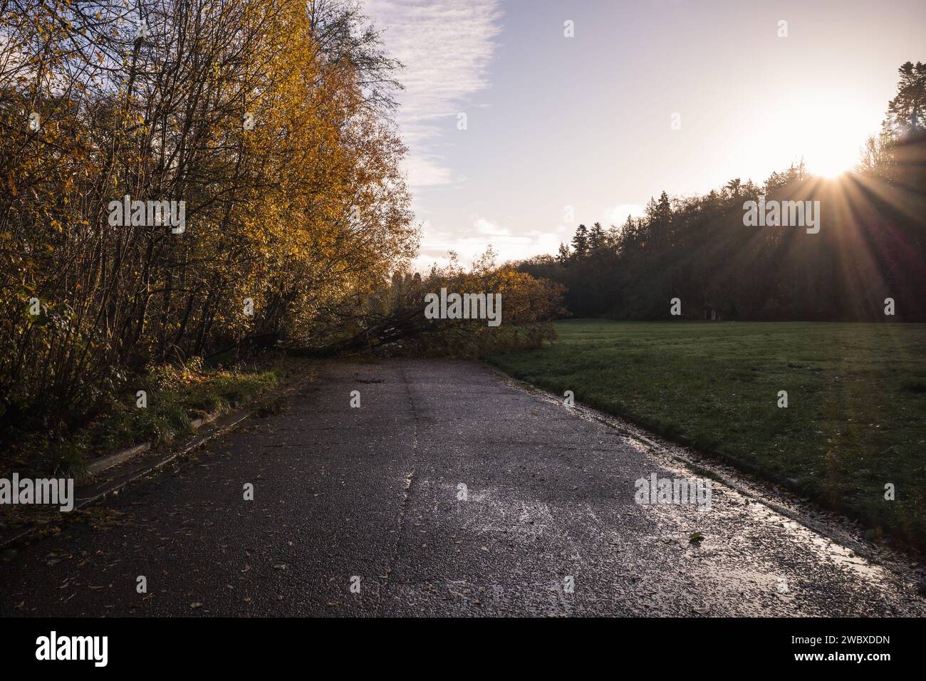 Seattle, USA. 2 Dec, 2023. A tree blown down in a wind storm at ...