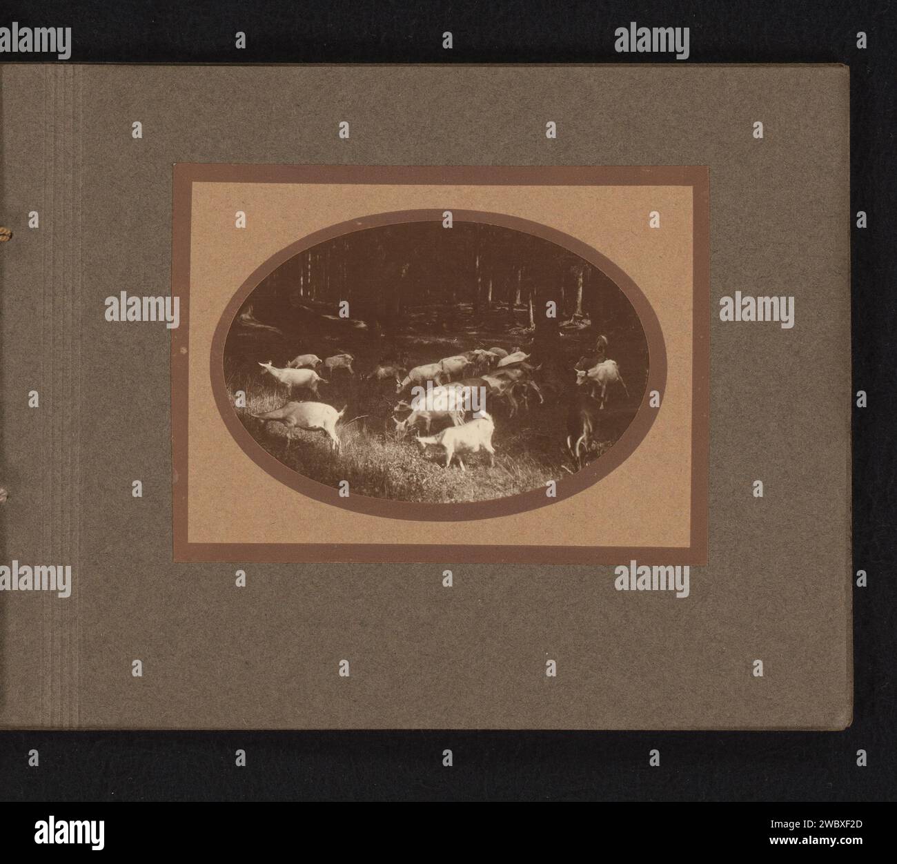 Goats in a forest, Anonymous, 1880 - 1930 photograph This photo is part ...