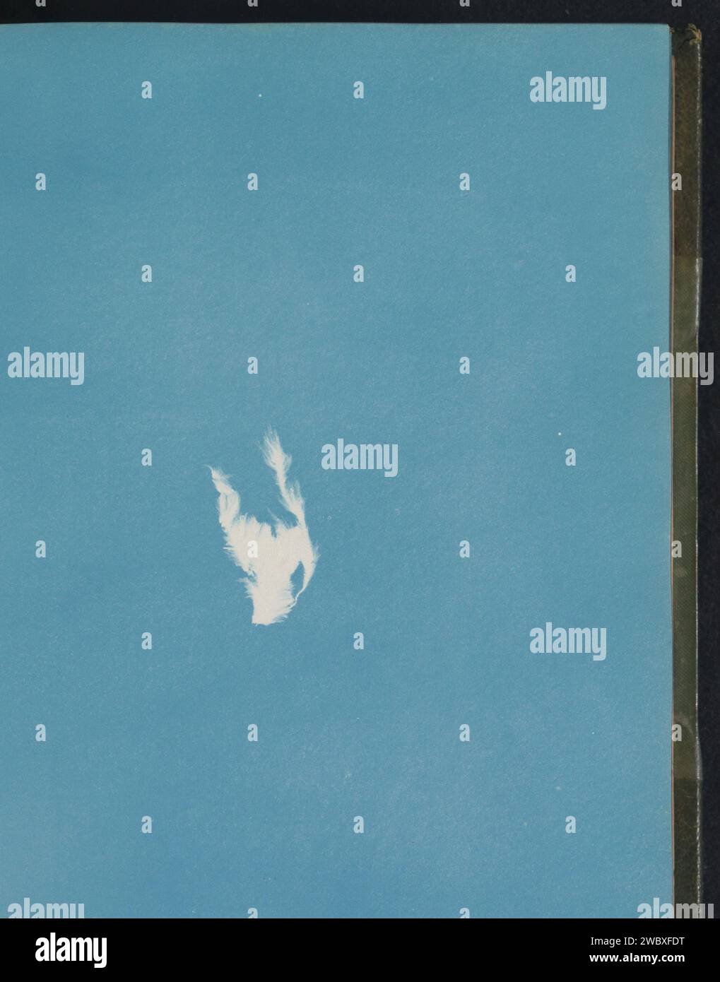 Calothrix distorta hi-res stock photography and images - Alamy