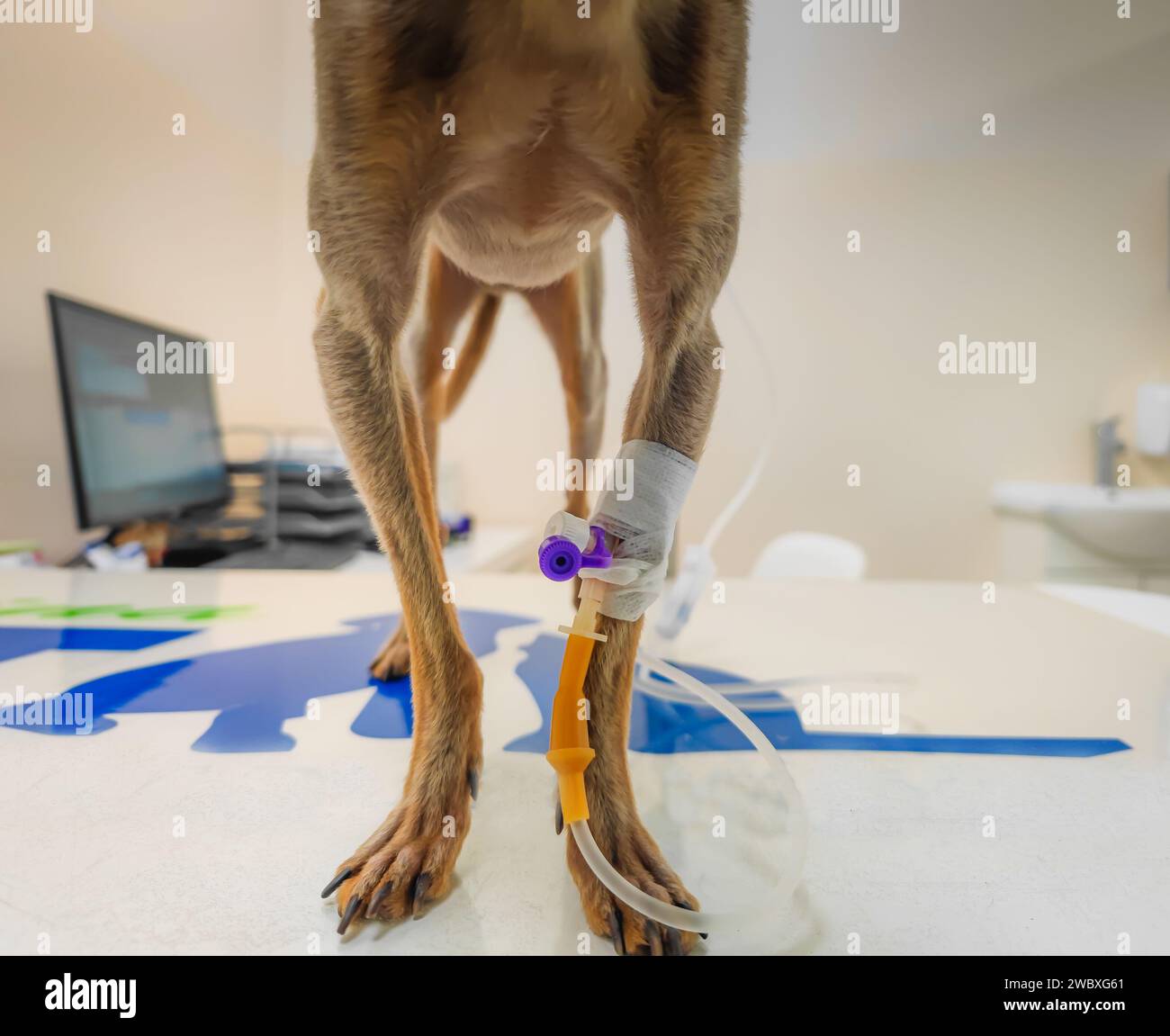 Sick dog sitting on veterinary table with catheter inserted. Cannula in ...